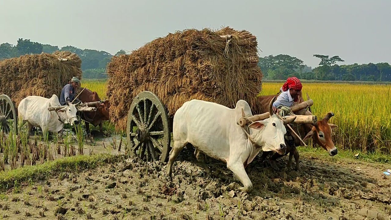 Bullock cart ride // paddy from the ditch with bullock cart - YouTube