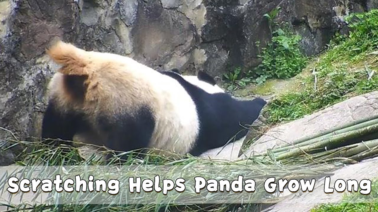 Scratching Helps Panda Grow Long | iPanda - YouTube