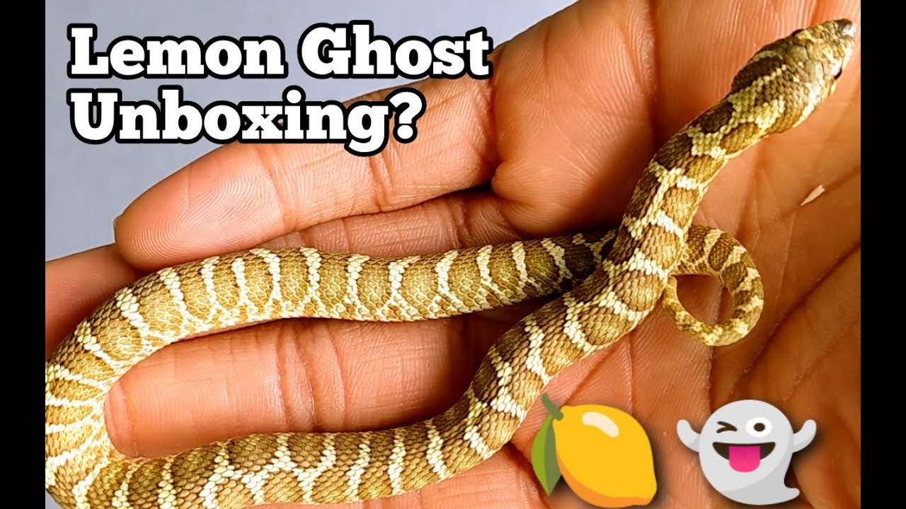 Lemon Ghost Woma Hognose Unboxing! - YouTube