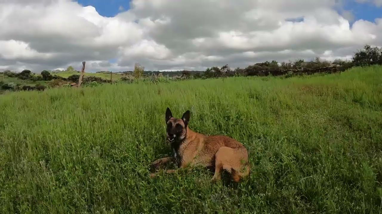 Perro pulgoso | Perros Episodio #36 - YouTube