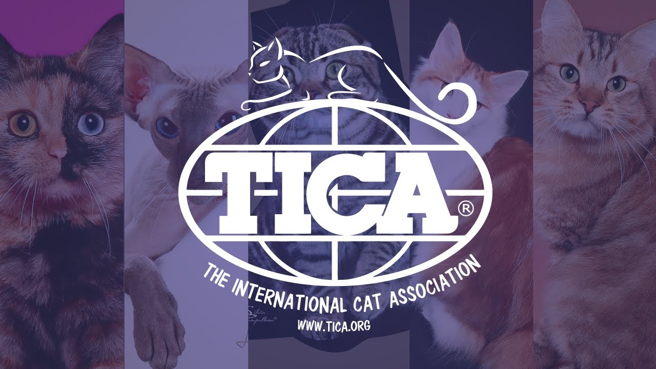 TICA’s Top Five Best Cats of 2020 - YouTube