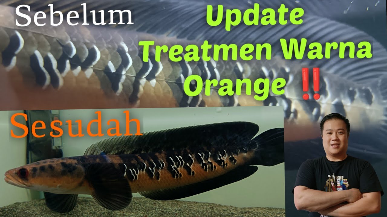 Update ‼️ Treatmen Warna Orange Channa Yellow Frankenstein Fish 😱😍 ...
