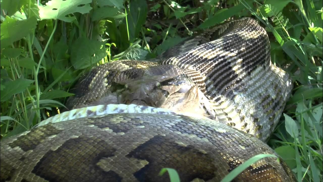 Python kills and swallows Sambar Deer in Sri Lanka - YouTube