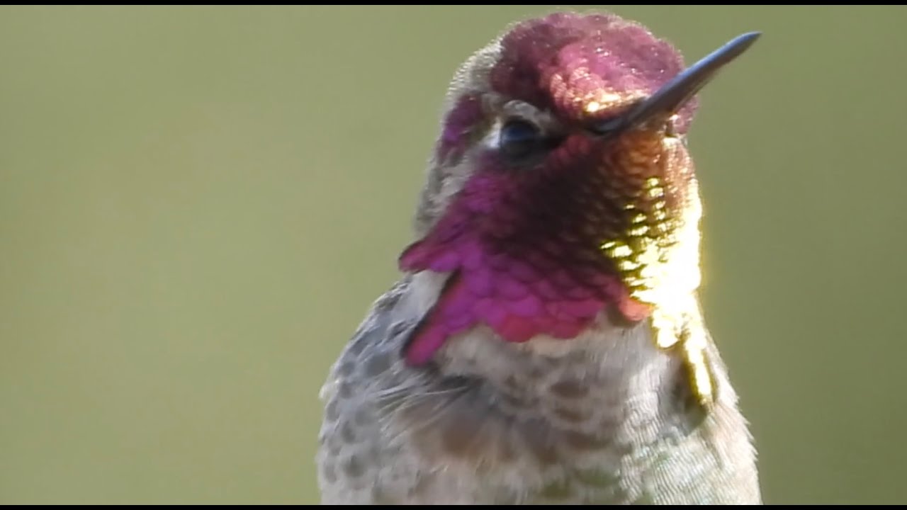 Male Anna's hummingbird gorget display; California 92563 - YouTube