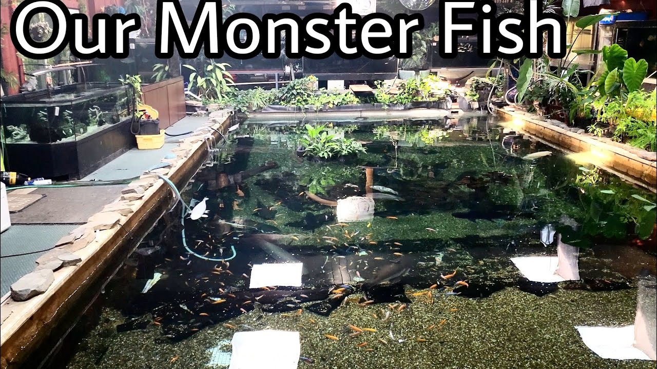 forgotten fish, new plans and Monster fish at ohio fish rescue - YouTube