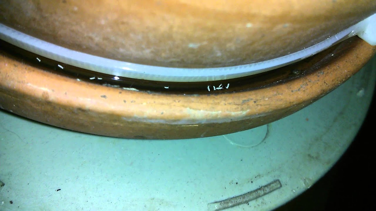 Springtails in my houseplants. - YouTube