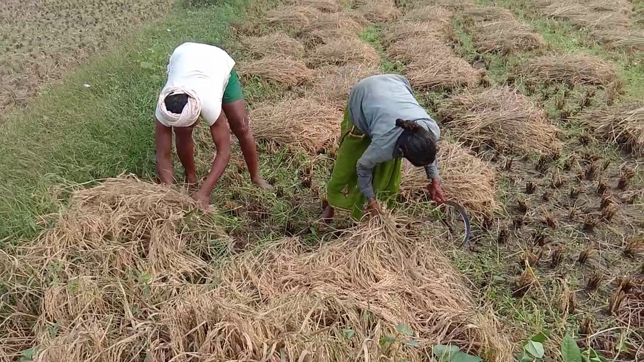 Rice work(1) - YouTube