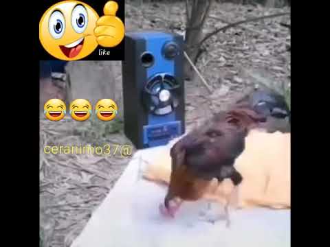 müzikle uyanan horoz😂😂