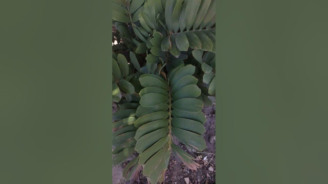 Branch #shorts - YouTube