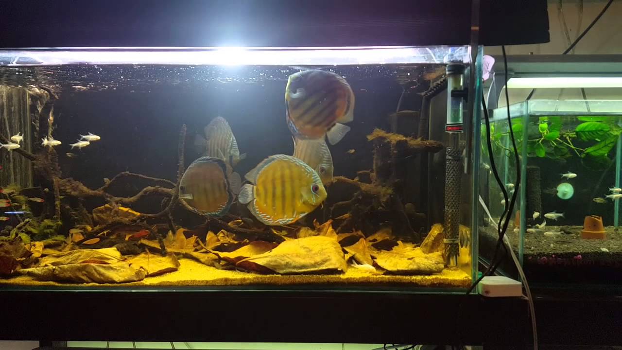 The Biotope blackwater of wild discus ( Sympysodon aequifasciatus ...