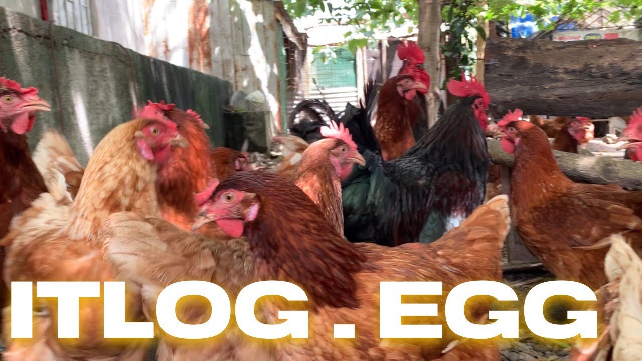 FREE RANGE CHICKEN Dominant CZ D102 | Part 4 | Pagpulot at pagtimbang ...