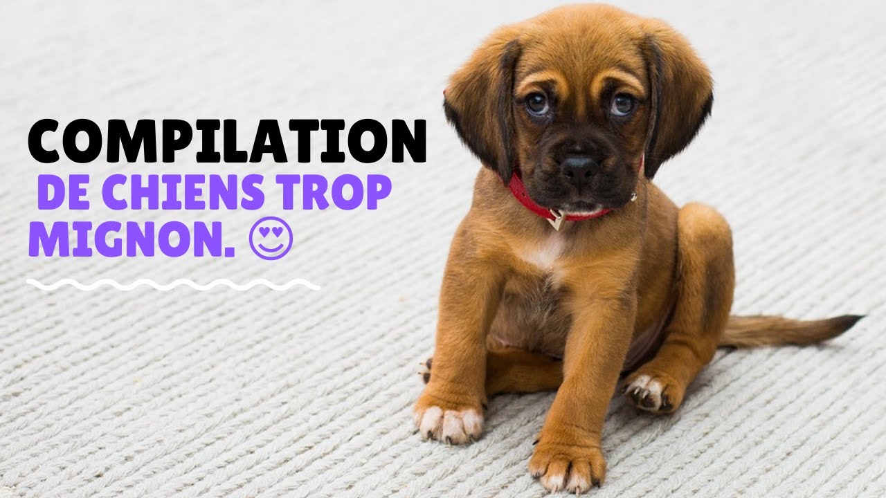 COMPILATION de chiens trop mignon.😍😍😍 - YouTube