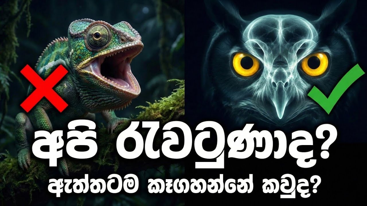 බෝදිලිමාගේ භයානක අබිරහස විසඳෙයි | Bodilima Mystery Solved#bodilima # ...