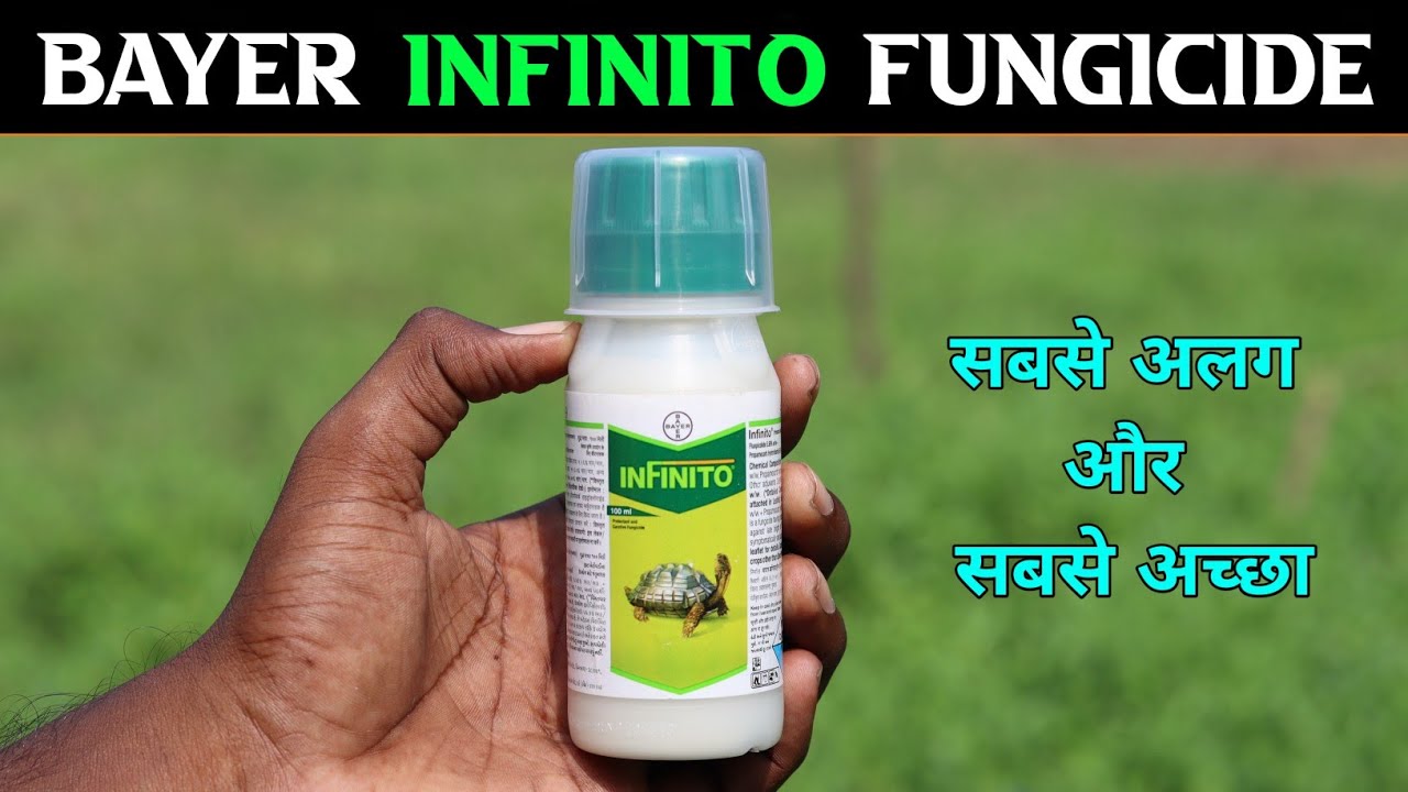 Infinito fungicide || Bayer Infinito || बायर का इनफिनिटो फंगीसाइड पूरी ...