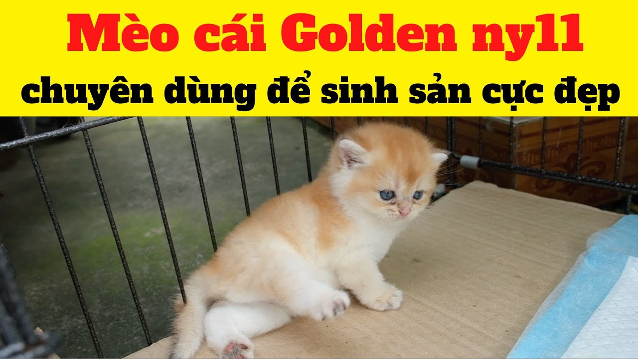 Mèo cái Golden ny11 chuyên dùng để sinh sản cực đẹp - YouTube