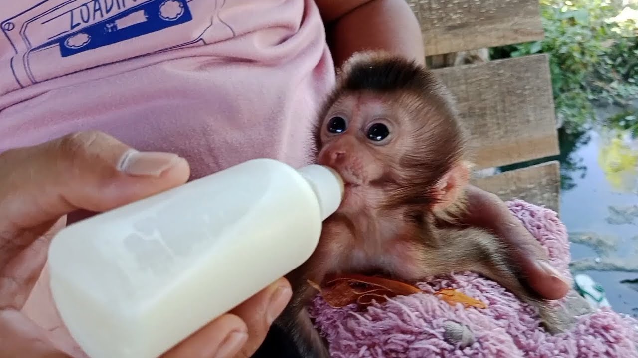 mandatory every two hours to give newborn baby monkeys plenty of milk ...