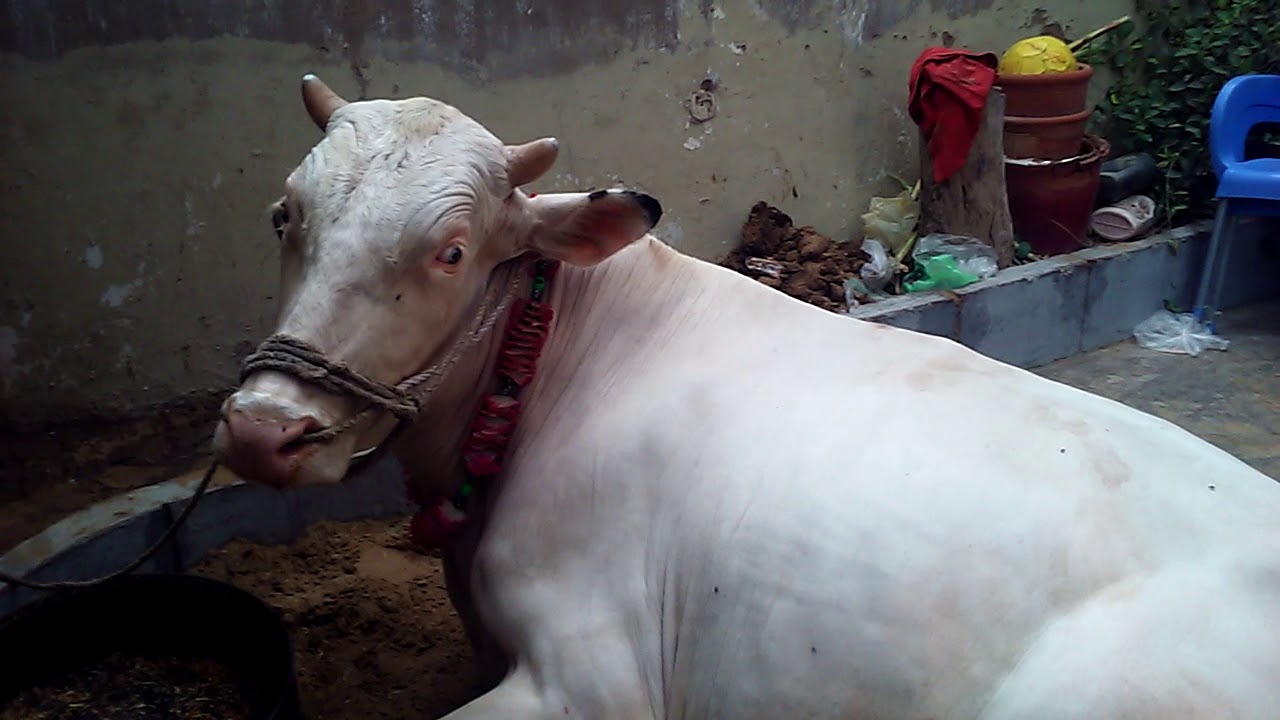 Nukhra bull - YouTube