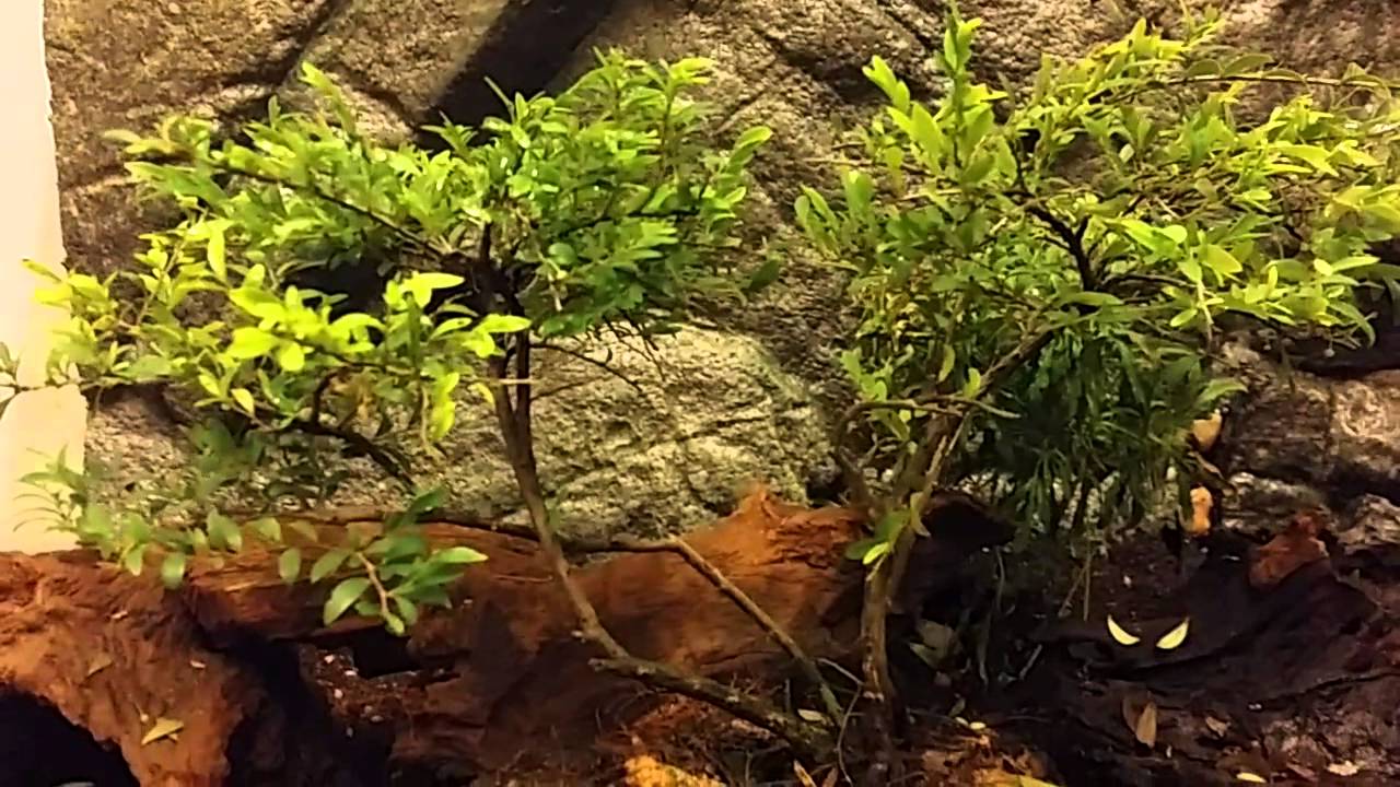 Red eyed crocodile skink tank. - YouTube