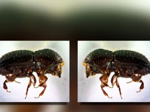 Tree killing bug invades Southern California - YouTube