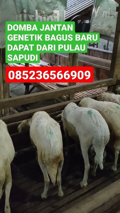 DOMBA EKOR GEMUK JANTAN GENETIK BAGUS DARI PULAU SAPUDI - YouTube