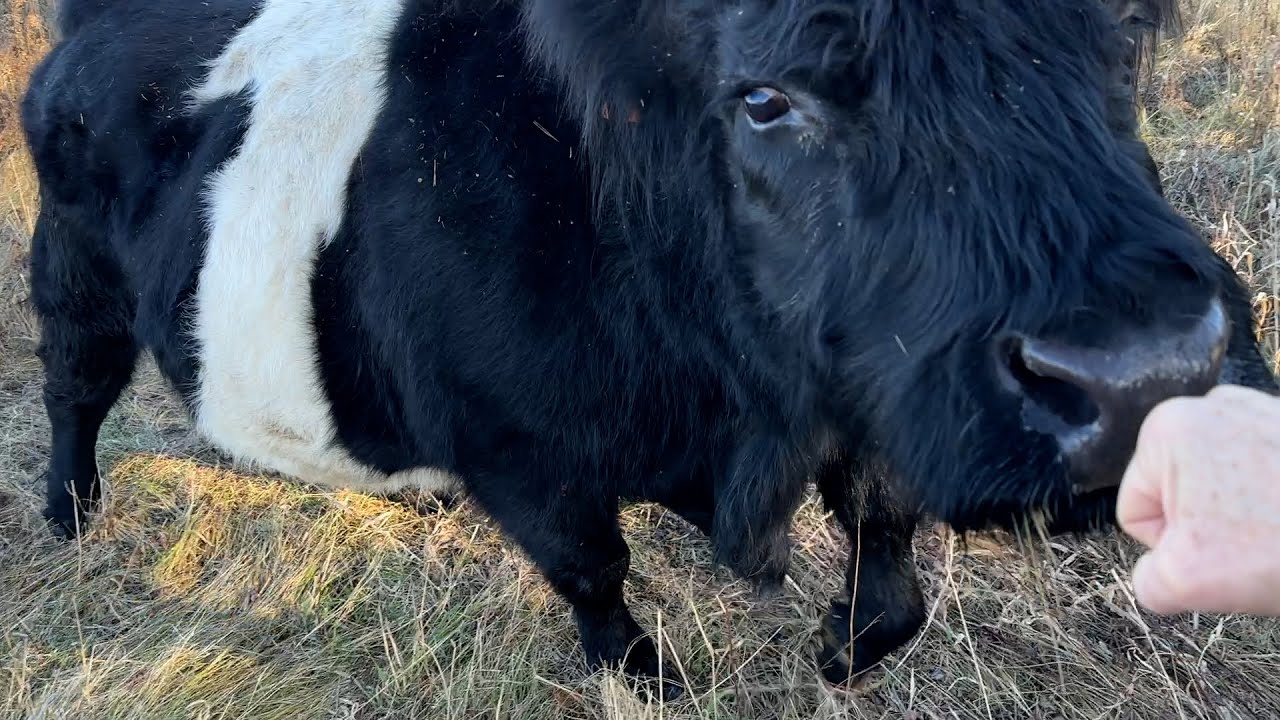 AN ATTITUDE OF GRATITUDE IS NOT BULL! | The Sunday Message | Featured ...
