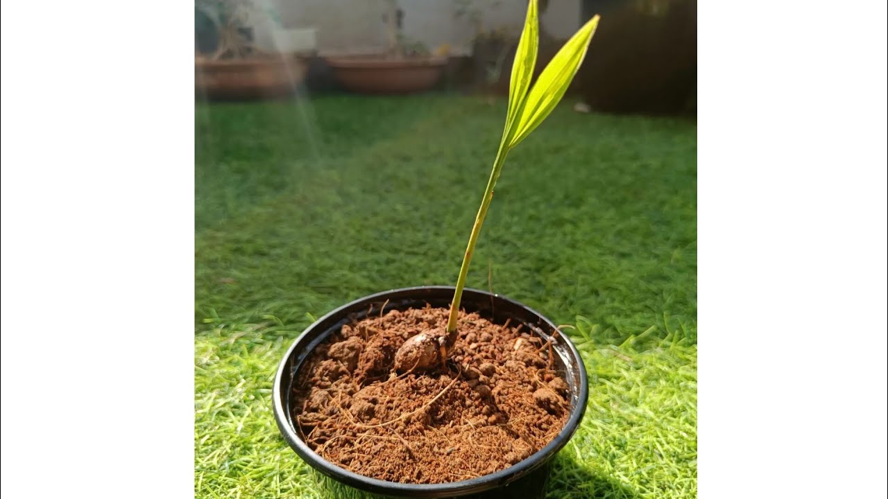Making betel Nut bonsai #plant #bonsai - YouTube