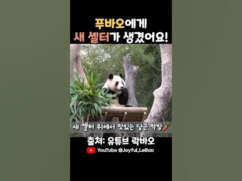 푸바오에게 새 셸터가 생겼어요! #fubao - YouTube