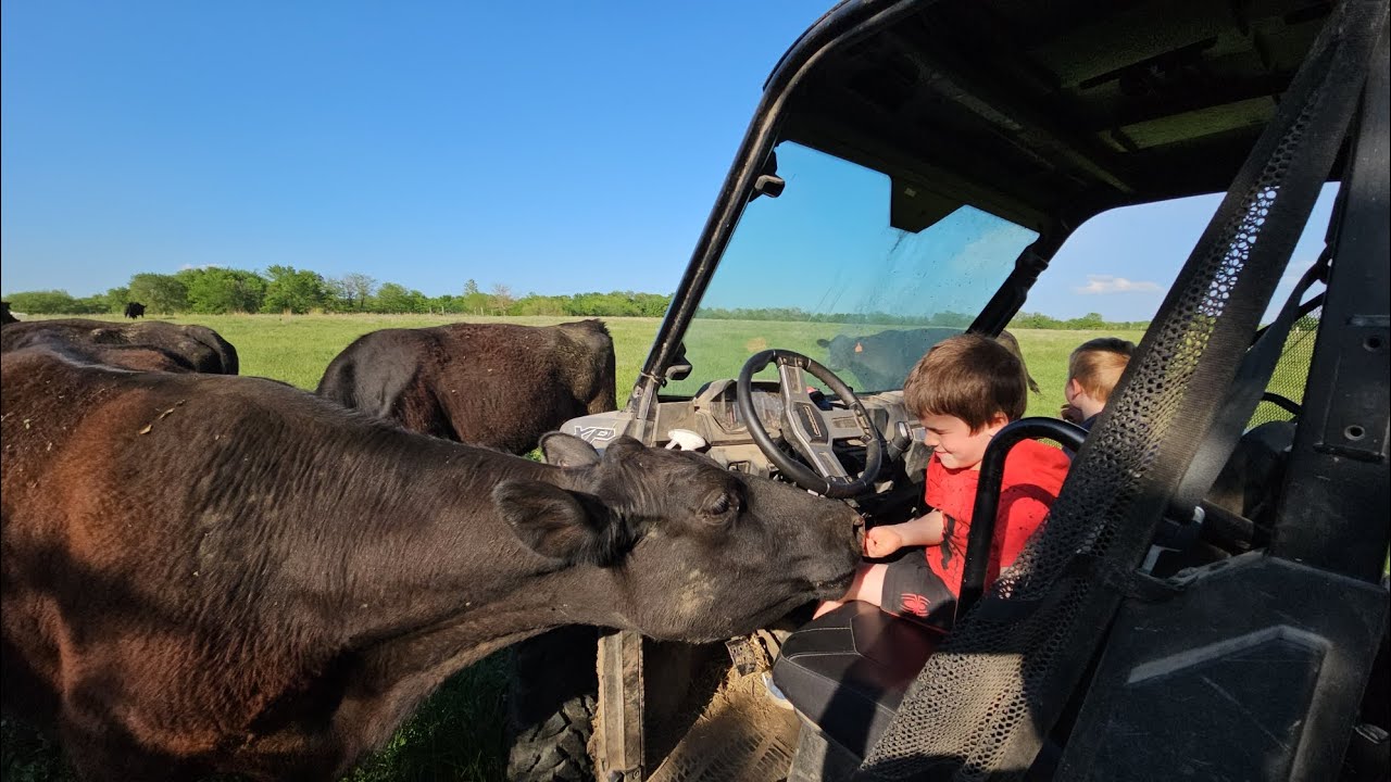 How do you call your cows?! [Help from our boys] - YouTube