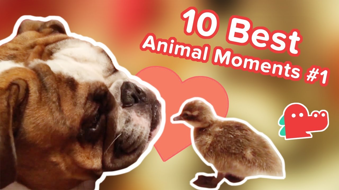 10 Best Animal Moments of the Day #1 - YouTube