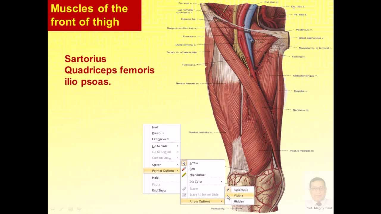 Magdy said anatomy series,lower limb,front of thigh,sartorius,v1 - YouTube