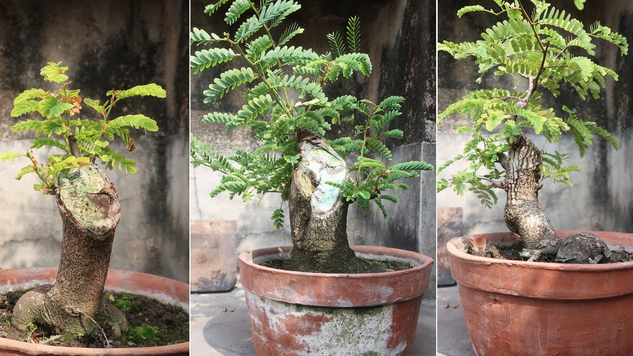 Tamarind Pre-Bonsai Plant (Tamarindus indica) | Bonsai ideas - YouTube