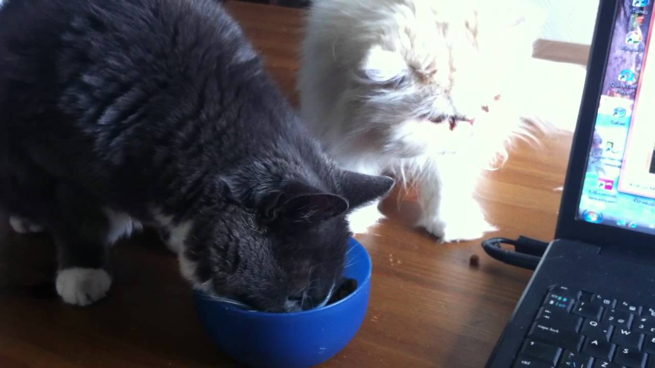 Katten Tarzan tar maten!! Tarzan, the cat, takes the food!! - YouTube
