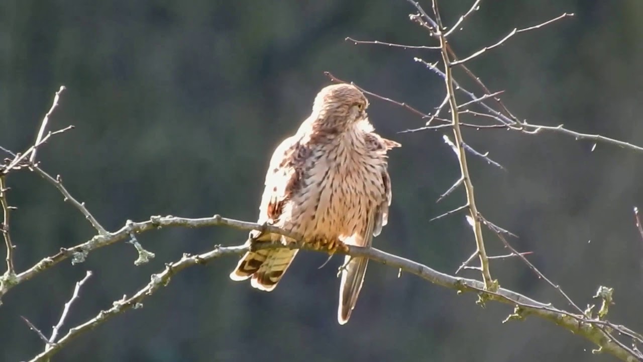 Kestrel and Magpie. Moss valley 091218 - YouTube