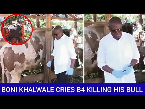 Boni Khalwale Cries Before Spearing His Bull To Death After Killing His ...