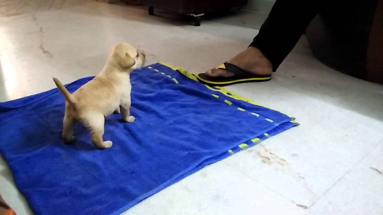 Lab Puppy responding to Clap - YouTube