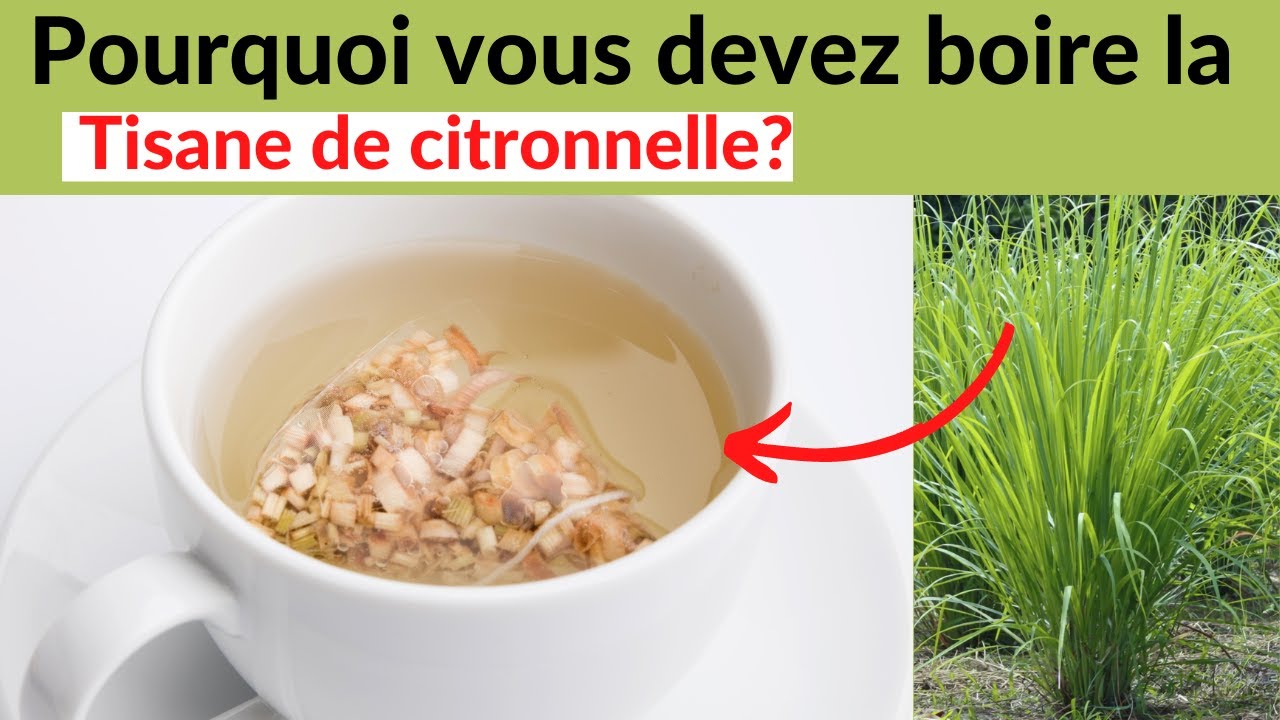 Les bienfaits de la citronnelle en tisane 💥 - YouTube