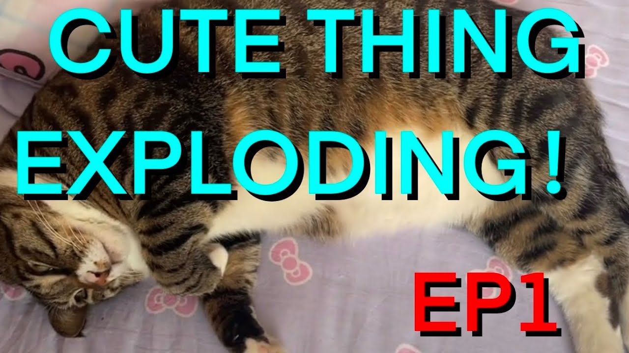 TOP 10 CUTE THING EXPLODING！ EPISODE 1 - YouTube