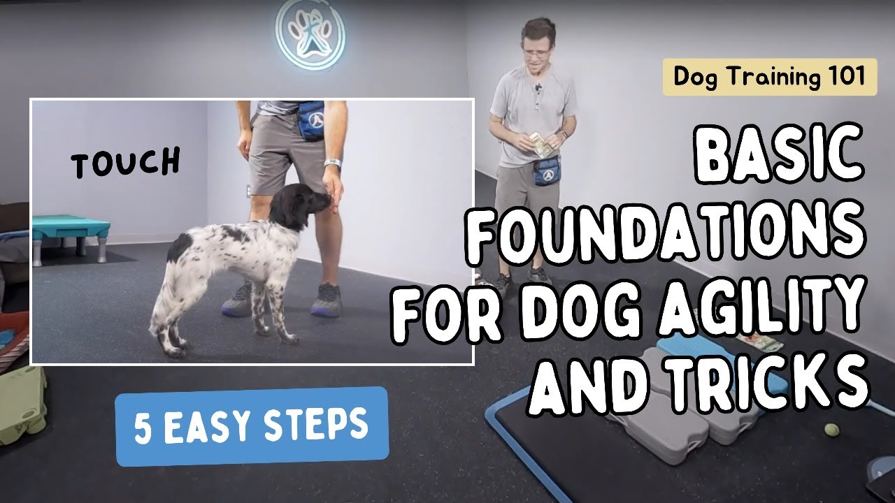 The Ultimate Guide to Dog Training - Week 1 - YouTube