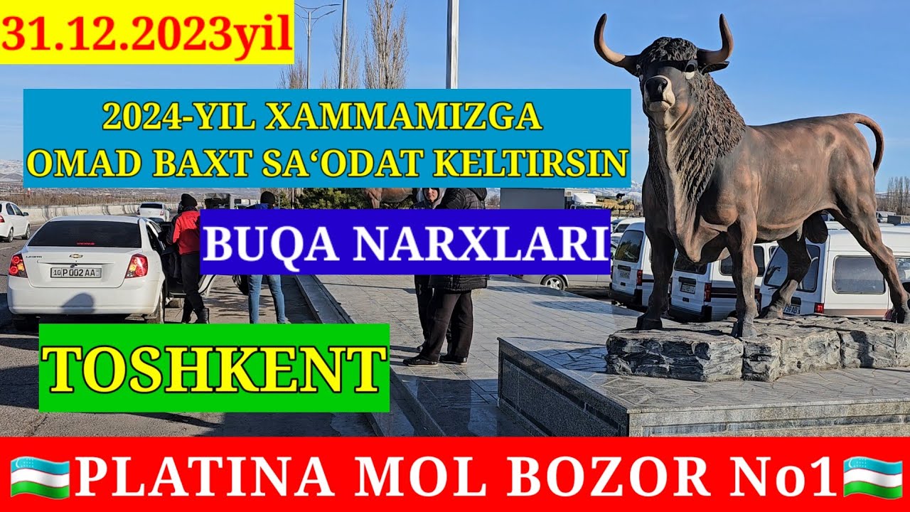 PLATINA MOL BOZOR. BUQALAR NARXLARI ZO‘R BOZOR ZO‘R BO‘LDI MANDAN ROZI ...