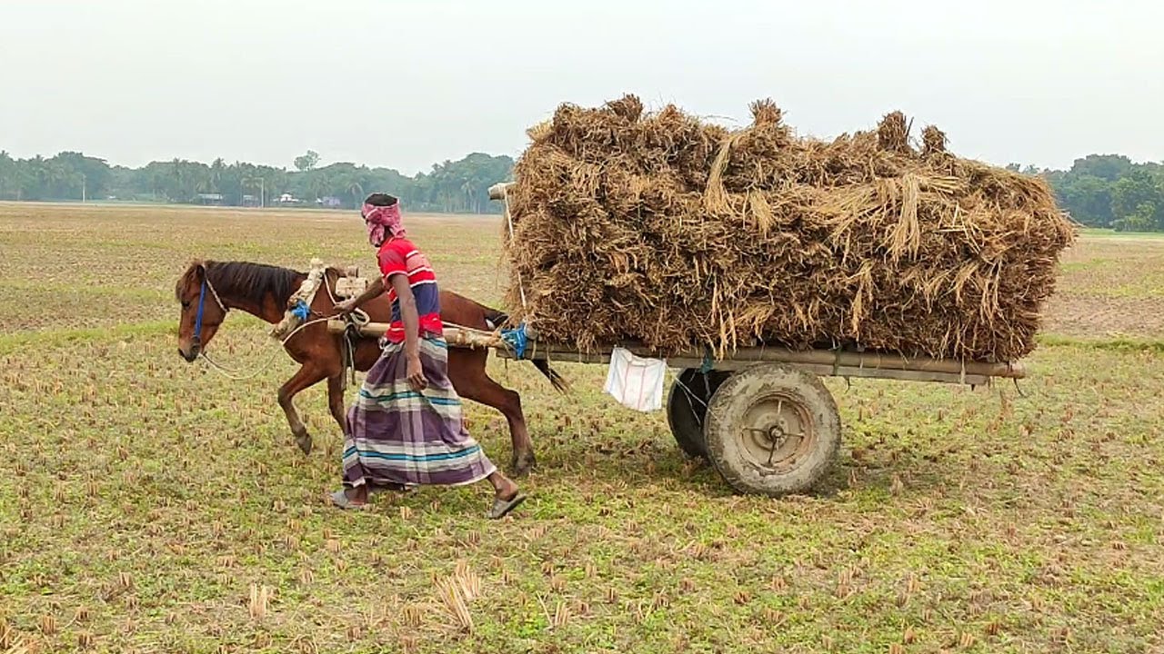 The powerful Horse lift the cart covered in paddy // Paddy transfer ...