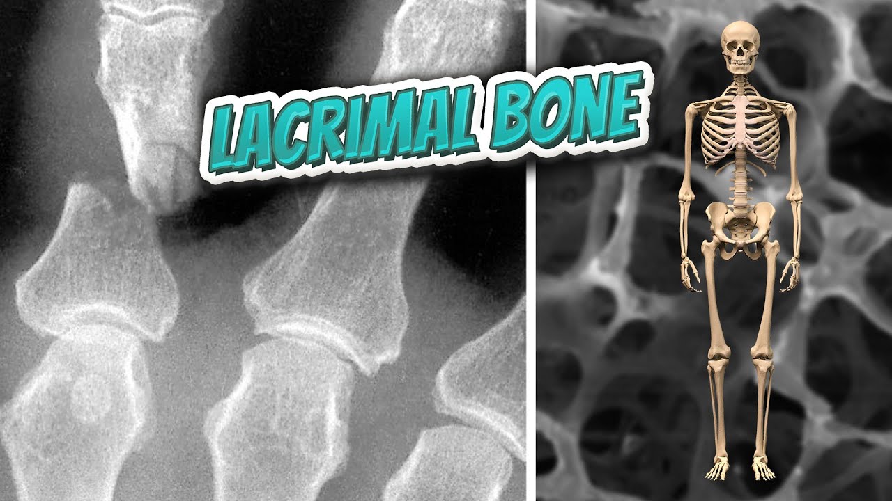 Lacrimal bone 🦴 Everything Human Anatomy Bones 🦴 - YouTube