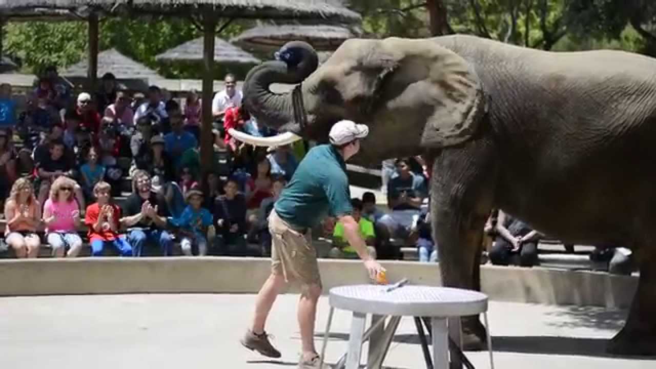 Six Flags Discovery Kingdom Elephant Show - YouTube