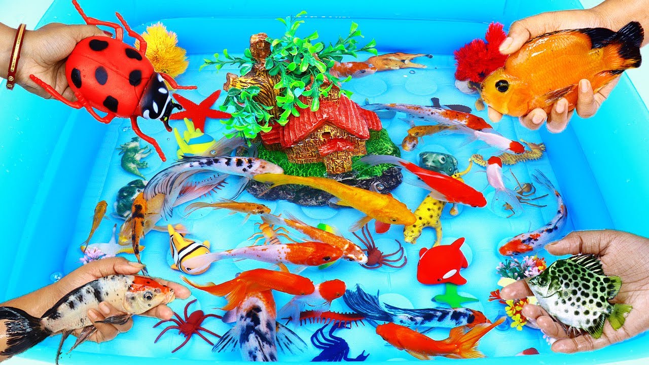 Mind refreshing video with cute colorful fish nice aquatic video - YouTube