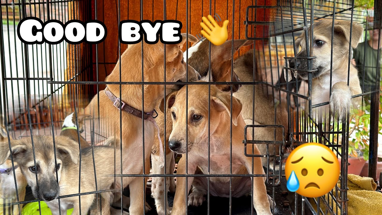 Good bye my dog 🐶😥😢 #Funny#animaldog #shorts #animals#dog - YouTube