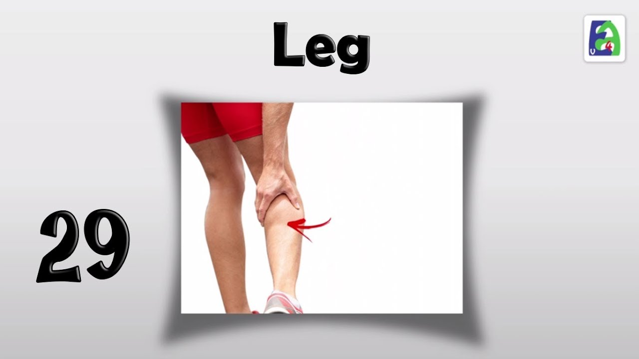 Leg Vocabulary - YouTube