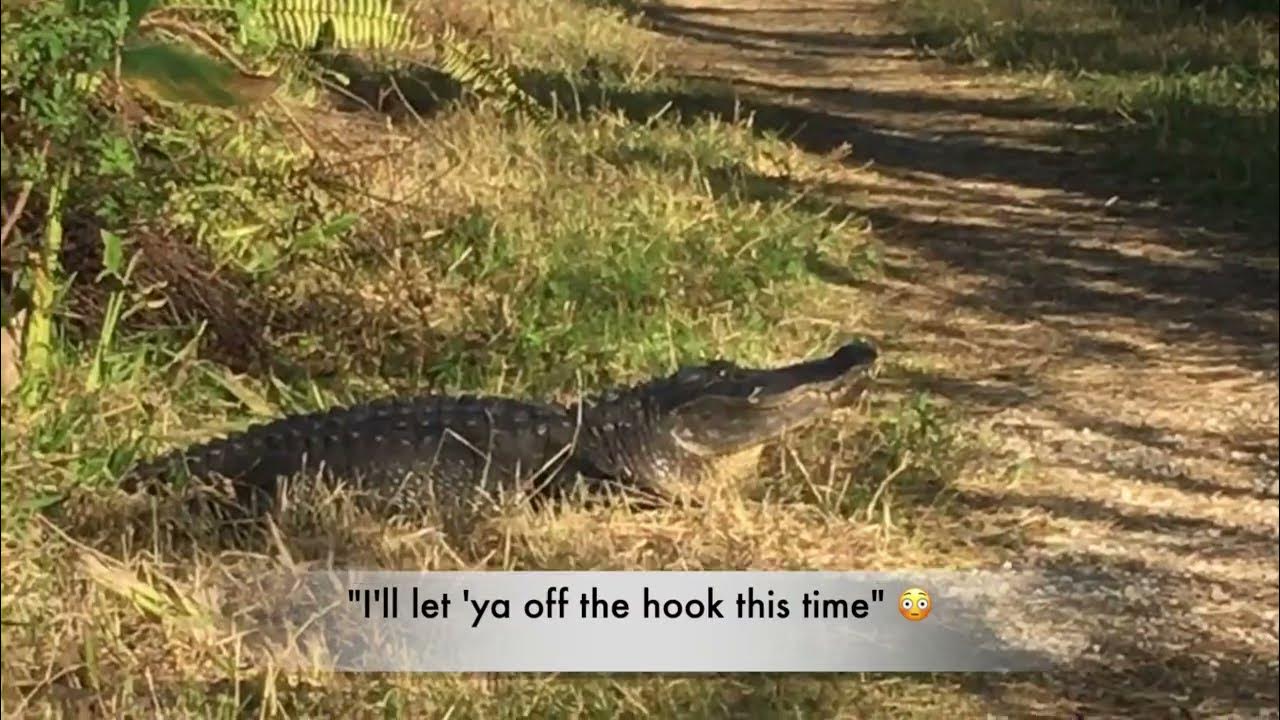 Crew Rookery Swamp Naples, FL - YouTube