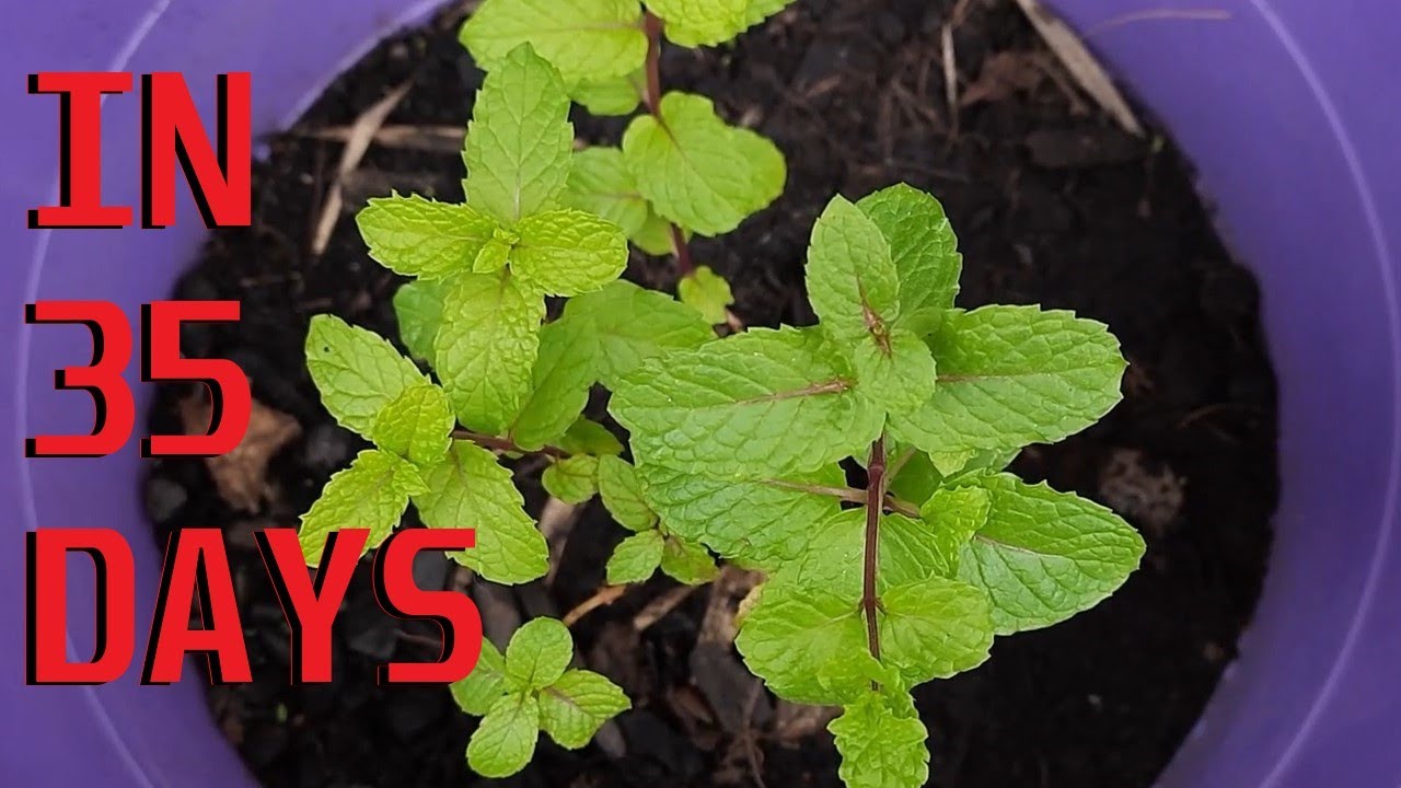How to grow mint from cutting - YouTube