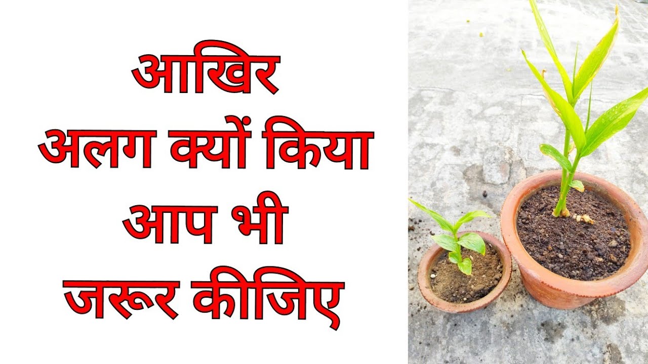 1364:- इन दोनों को अलग क्यों करना पड़ा आप भी जाम लीजिए आगे काम आएगा ...