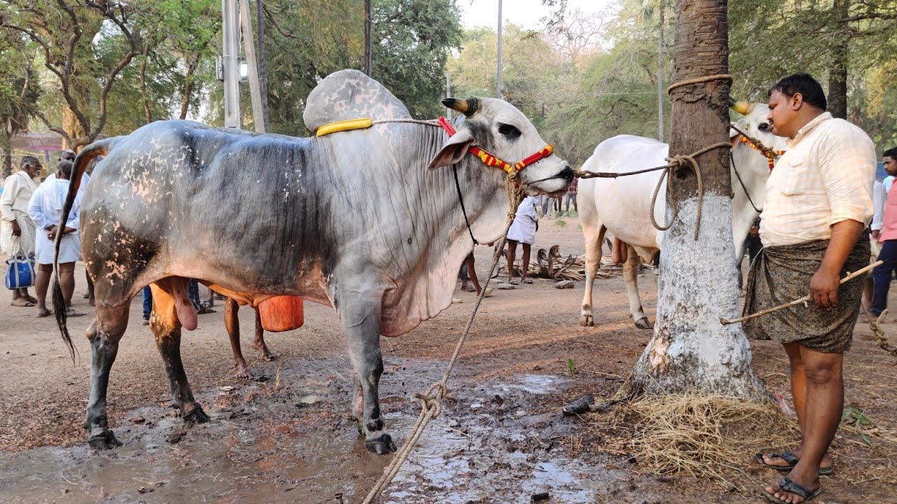 🔥Simha 🔥RK Bull's Vetapalem....at Mahanandi - YouTube