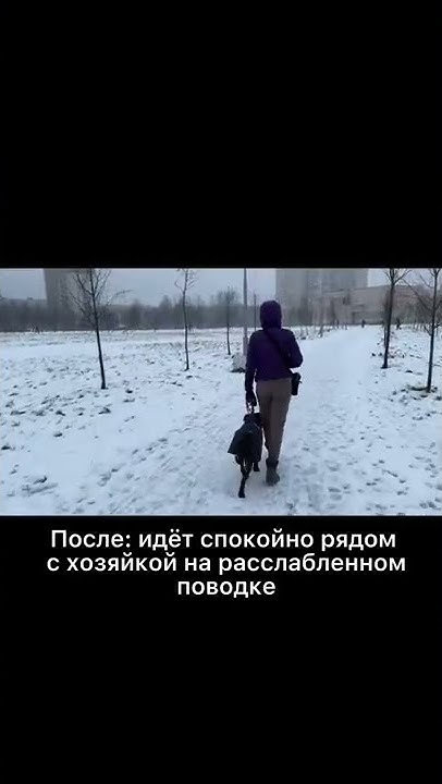Собака тянет поводок на прогулке, бежит вперёд. Результаты обучения в ...